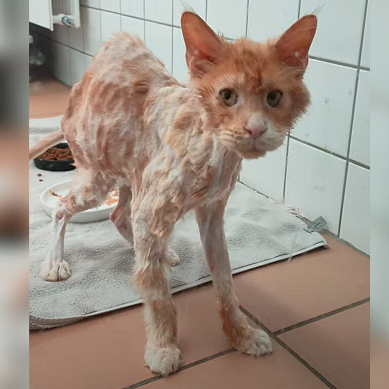 A Fairytale Ending For 'Lucian Lionheart' Rescued By a Forest