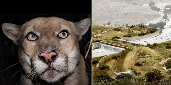 How One Mountain Lion Dubbed P-22 Changed the World