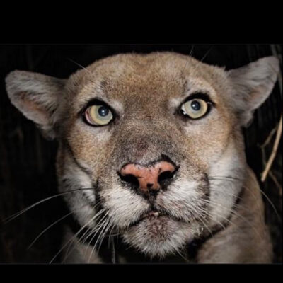 How One Mountain Lion Dubbed P-22 Changed the World
