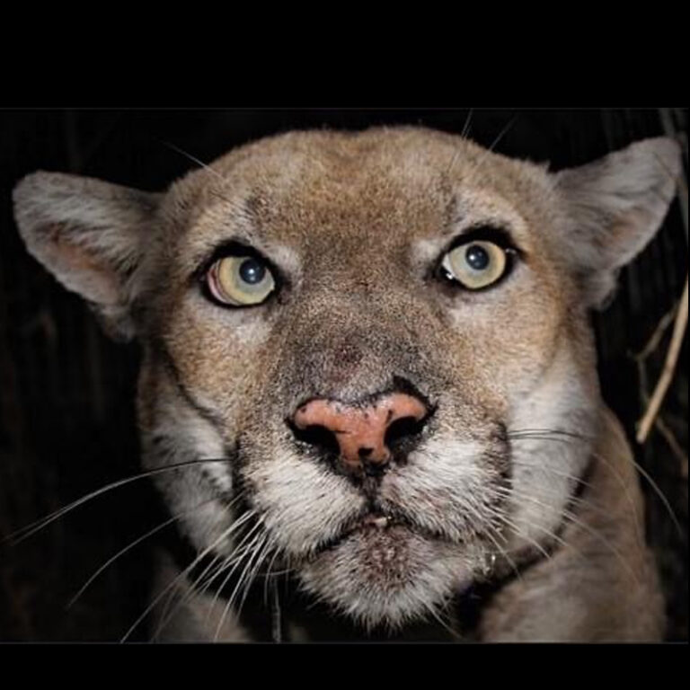 How One Mountain Lion Dubbed P-22 Changed the World