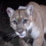 How One Mountain Lion Dubbed P-22 Changed the World