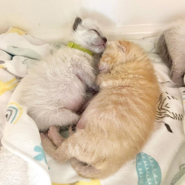 'Big Papa' Kitten Throws His Paws in the Air in Foster Care