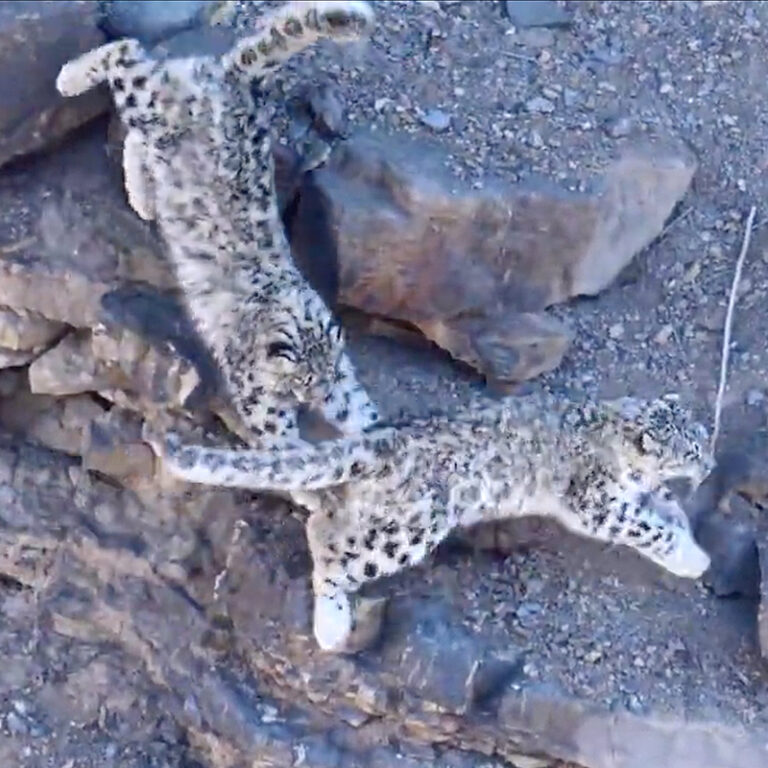 Rare Video of Snow Leopard Mother and Cubs From the Himalayas