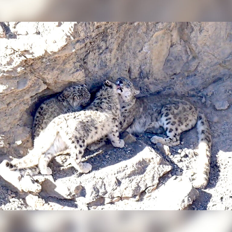 Rare Video of Snow Leopard Mother and Cubs From the Himalayas