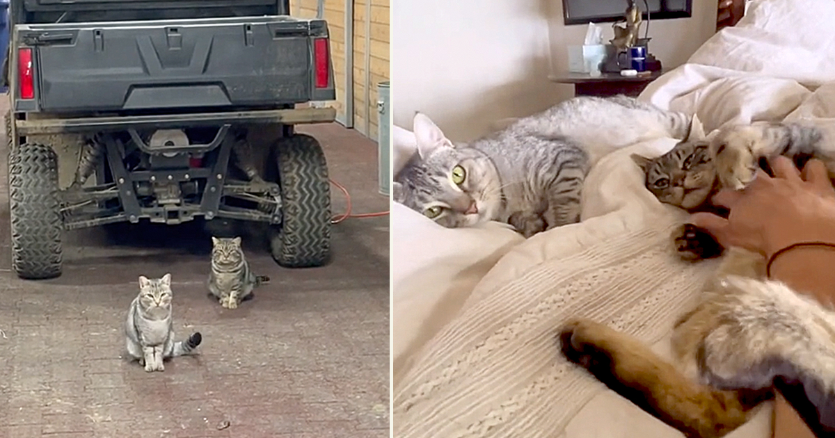 Woman's Heartwarming Story of Socializing Father's Barn Cats
