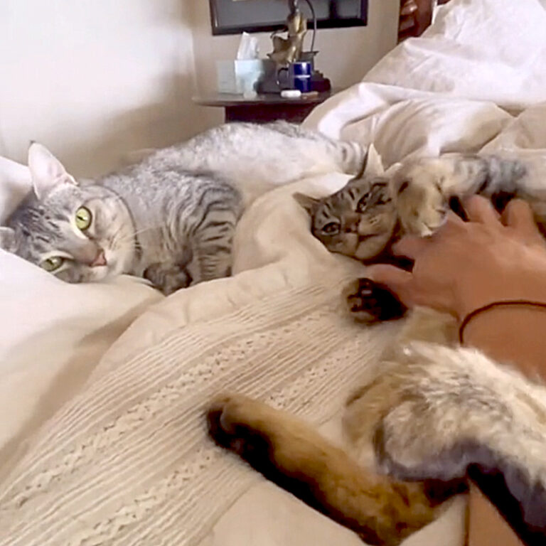 Woman's Heartwarming Story of Socializing Father's Barn Cats