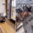Woman's Heartwarming Story of Socializing Father's Barn Cats