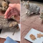 Woman's Heartwarming Story of Socializing Father's Barn Cats