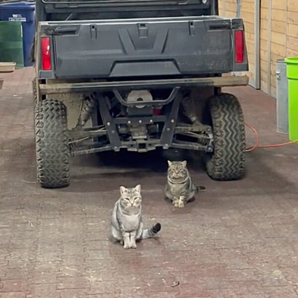 Woman's Heartwarming Story of Socializing Father's Barn Cats