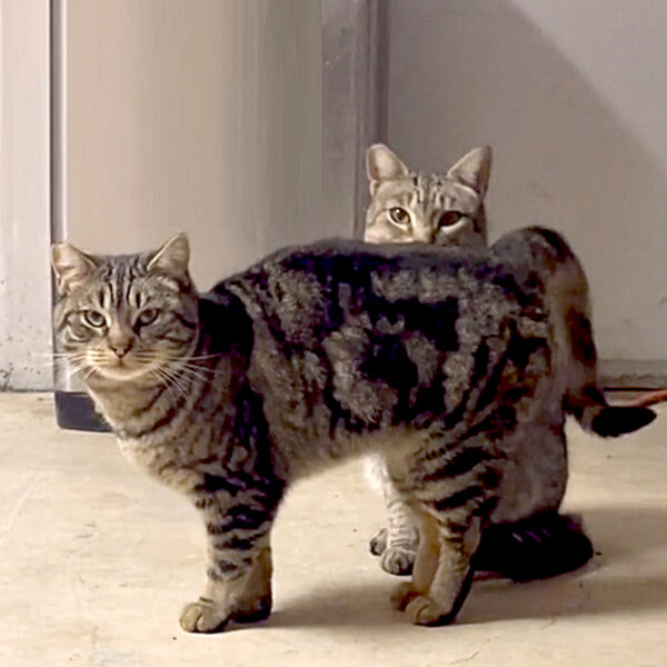 Woman's Heartwarming Story of Socializing Father's Barn Cats