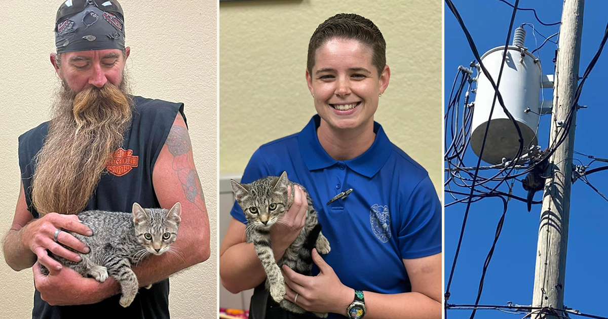 Officer Adopts 'Sparky' the Kitten After Rescue from Electrical Pole