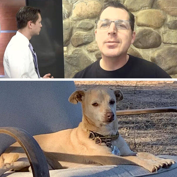 Arizona Bobcat Lounges in Dog Bed After Entering Home