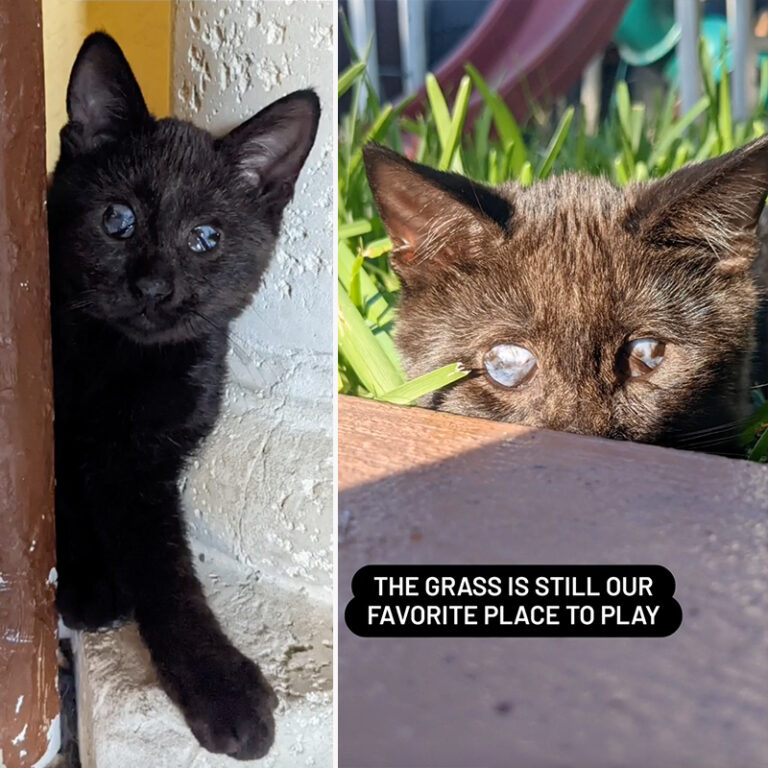 'Sticky' the Blind Tripod Kitten Captures Foster Mom's Heart