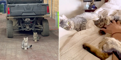 Woman's Heartwarming Story of Socializing Father's Barn Cats