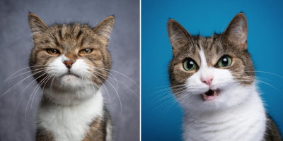 Catographer Shares Funny 'Angry Kitty' Shots to Brighten Your Day