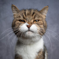 Catographer Shares Funny 'Angry Kitty' Shots to Brighten Your Day