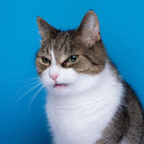 Catographer Shares Funny 'Angry Kitty' Shots to Brighten Your Day