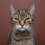 Catographer Shares Funny 'Angry Kitty' Shots to Brighten Your Day