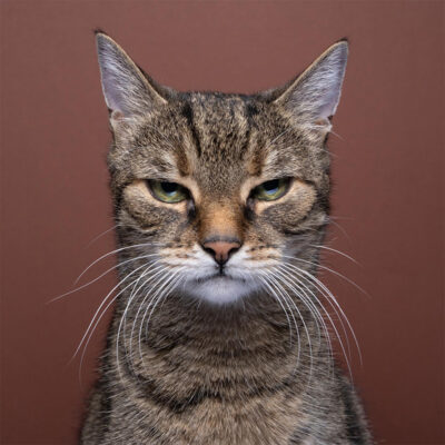 Catographer Shares Funny 'Angry Kitty' Shots to Brighten Your Day