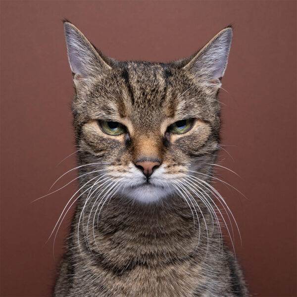 Catographer Shares Funny 'Angry Kitty' Shots to Brighten Your Day
