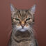 Catographer Shares Funny 'Angry Kitty' Shots to Brighten Your Day