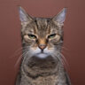 Catographer Shares Funny 'Angry Kitty' Shots to Brighten Your Day