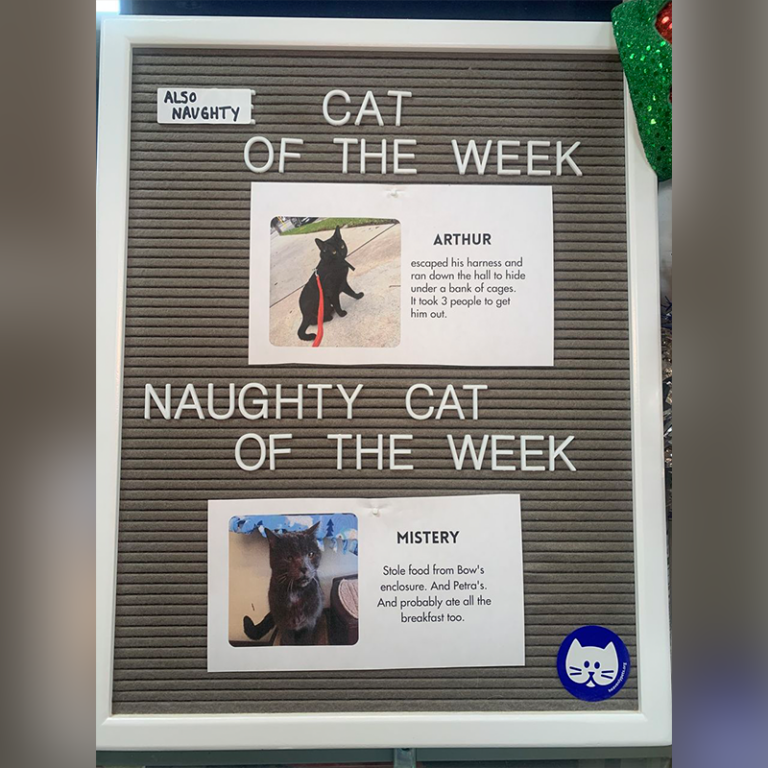 Seth MacFarlane Adopts Cat From Rescue He Helped Create