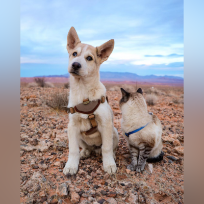 The Adventures Continue for Baloo the Cat After Choosing Puppy