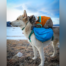 The Adventures Continue for Baloo the Cat After Choosing Puppy