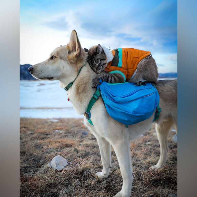 The Adventures Continue for Baloo the Cat After Choosing Puppy