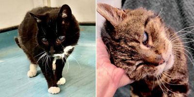 Rescuers Share Easy Tips to Provide a Home for Blind Cats