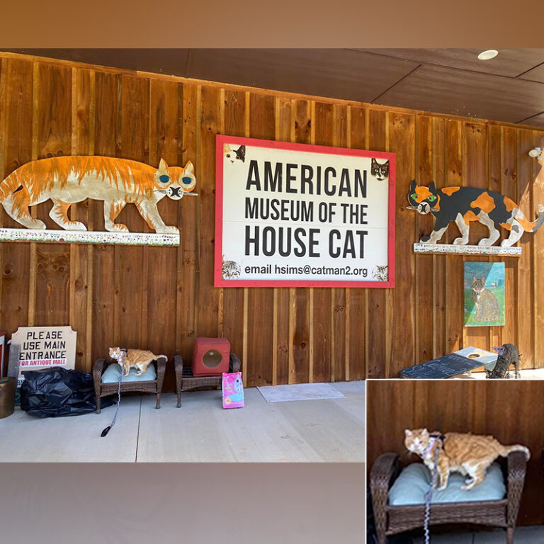 Traveling Ambassacat Captain Patch and Signs of Osteoarthritis