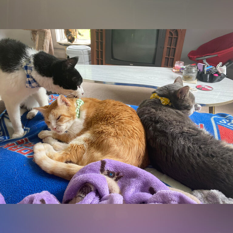 Traveling Ambassacat Captain Patch and Signs of Osteoarthritis