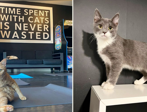 30 Of The Best Cat Quotes We Can All Relate To - Cole & Marmalade