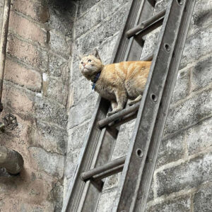 Dirt the Boss Cat and His Protégé at the Nevada Northern Railway