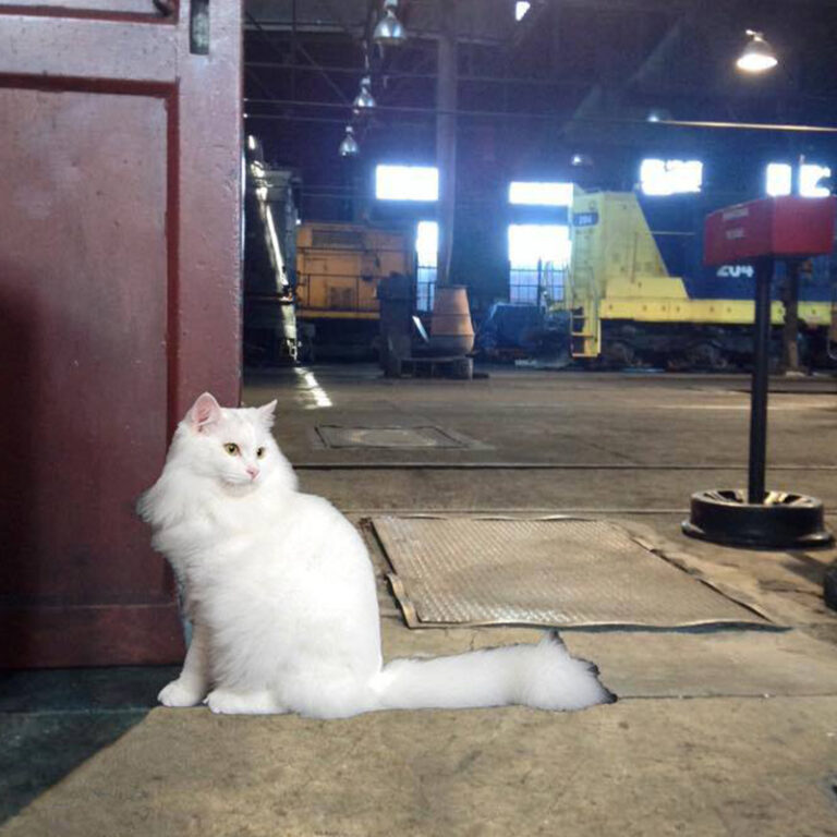 Dirt the Boss Cat and His Protégé at the Nevada Northern Railway