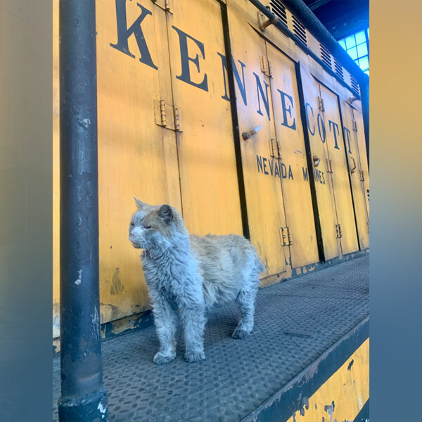 Dirt the Boss Cat and His Protégé at the Nevada Northern Railway