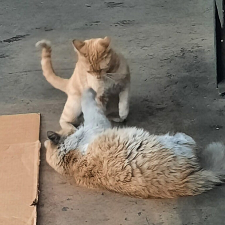 Dirt the Boss Cat and His Protégé at the Nevada Northern Railway