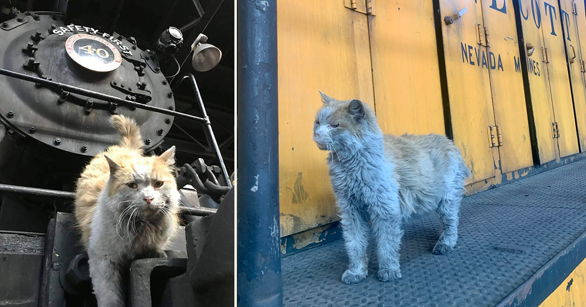Dirt the Boss Cat and His Protégé at the Nevada Northern Railway
