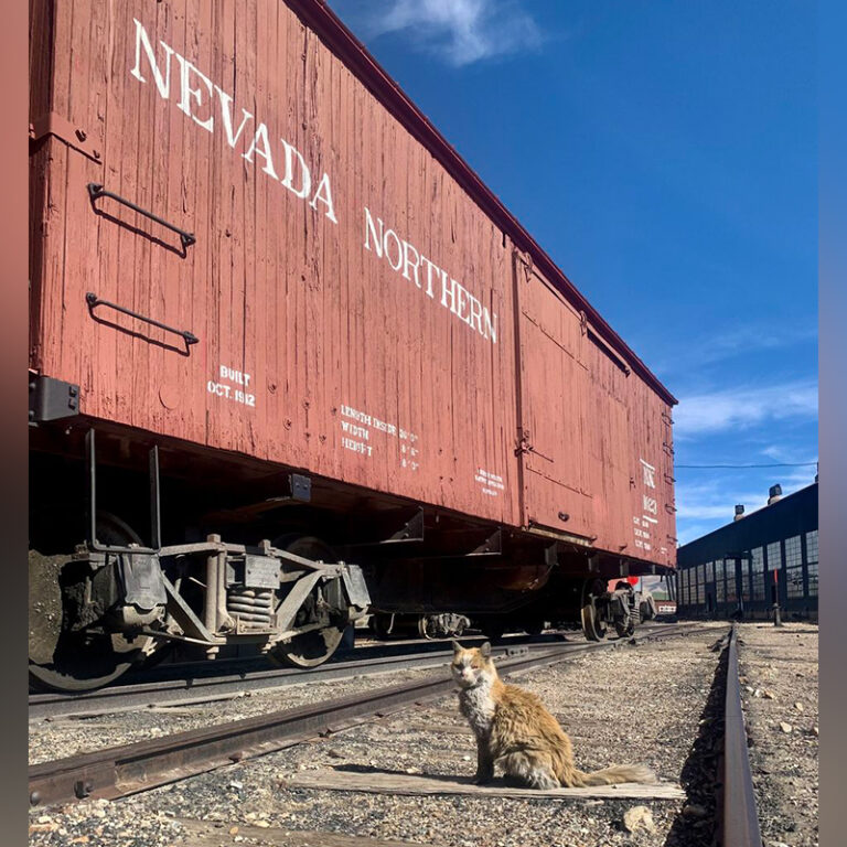 Dirt the Boss Cat and His Protégé at the Nevada Northern Railway