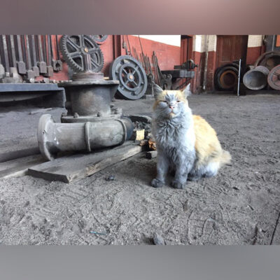 Dirt the Boss Cat and His Protégé at the Nevada Northern Railway