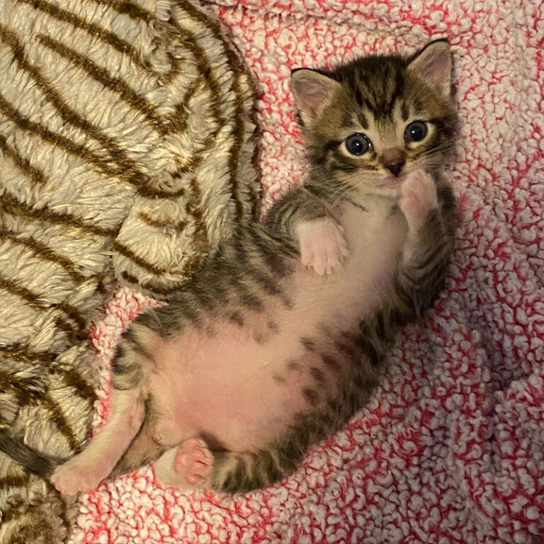 Ear Wiggles, One of the Cutest Perks of Fostering Tiny Kittens