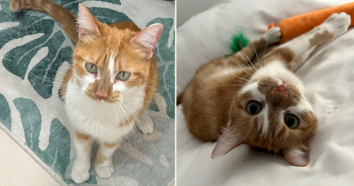 Stunning and Cuddly Meowdel Fawn Waits for Family to Adopt Her