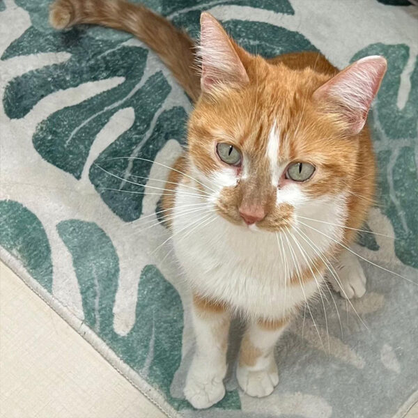 Stunning and Cuddly Meowdel Fawn Waits for Family to Adopt Her