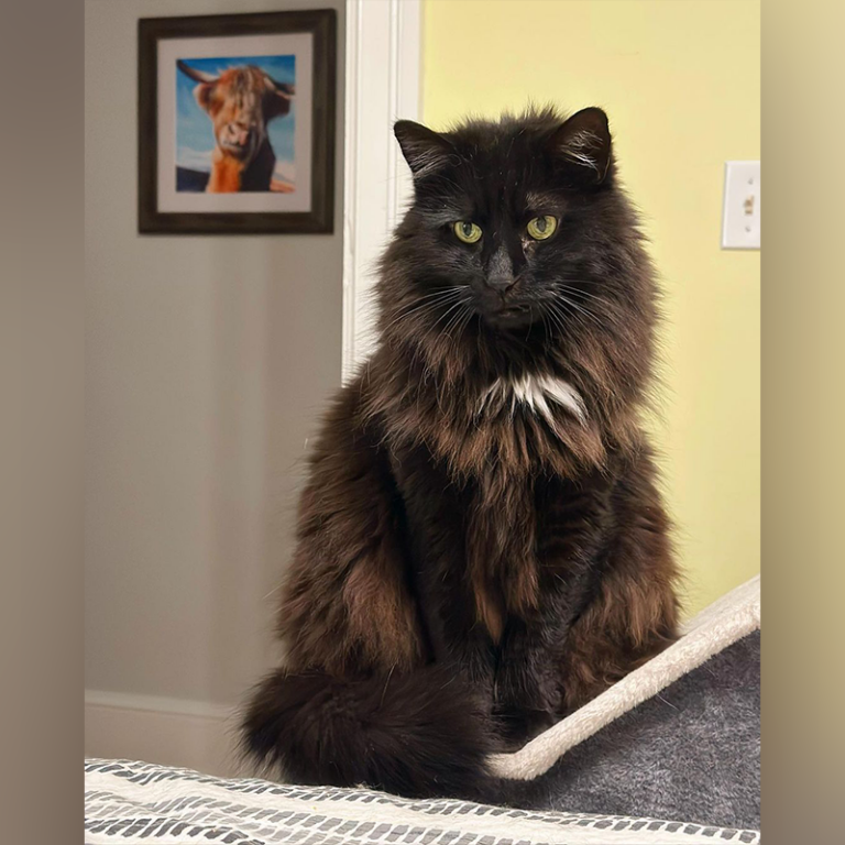 Hagrid the Cat Looks Intimidating But is the Chillest Gentle Giant