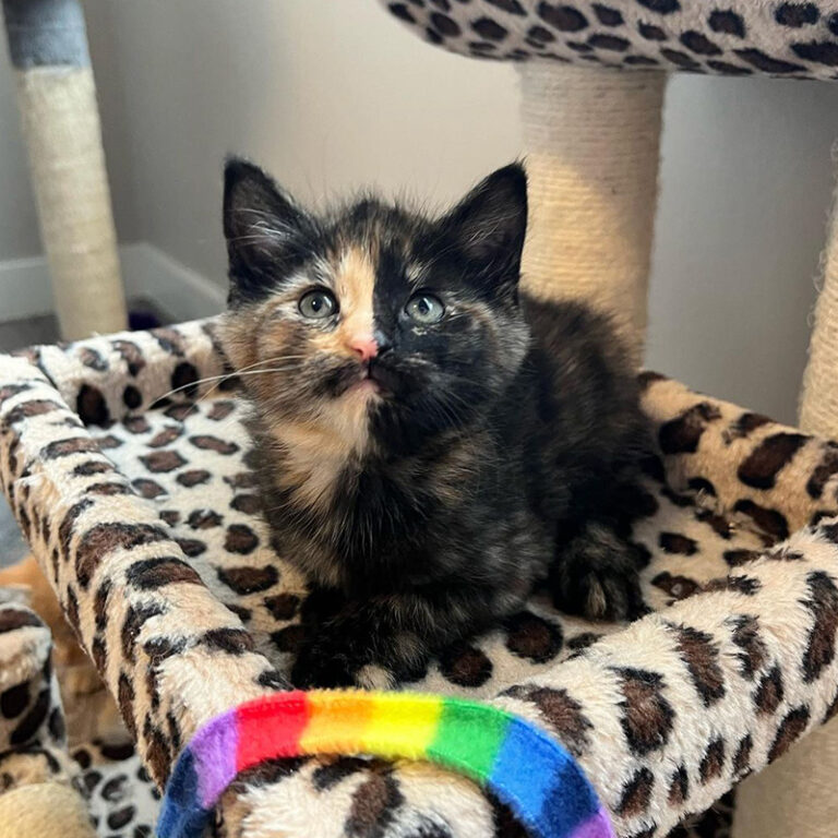 Mona Lisa and Artist Kittens Paint Bright Future Thanks to Fosterer