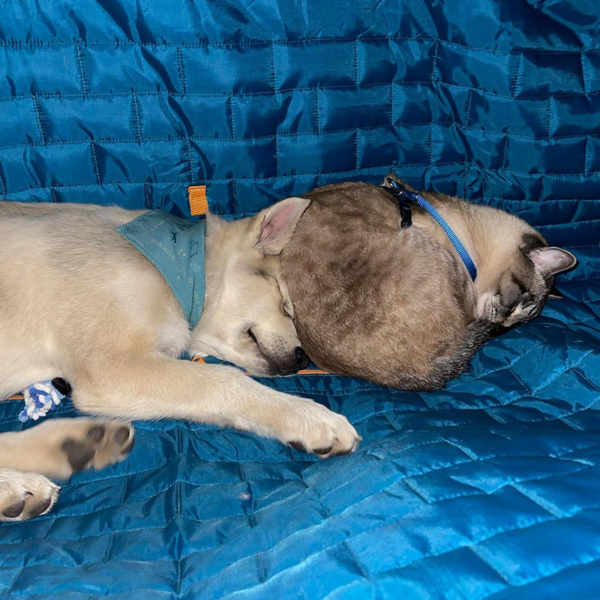 The Adventures Continue for Baloo the Cat After Choosing Puppy