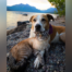 The Adventures Continue for Baloo the Cat After Choosing Puppy