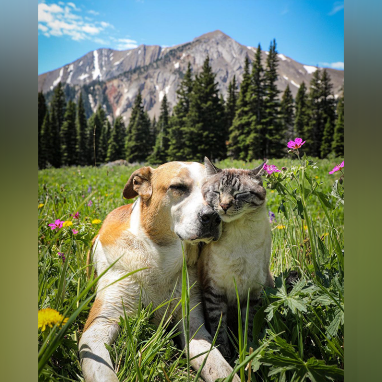 The Adventures Continue for Baloo the Cat After Choosing Puppy