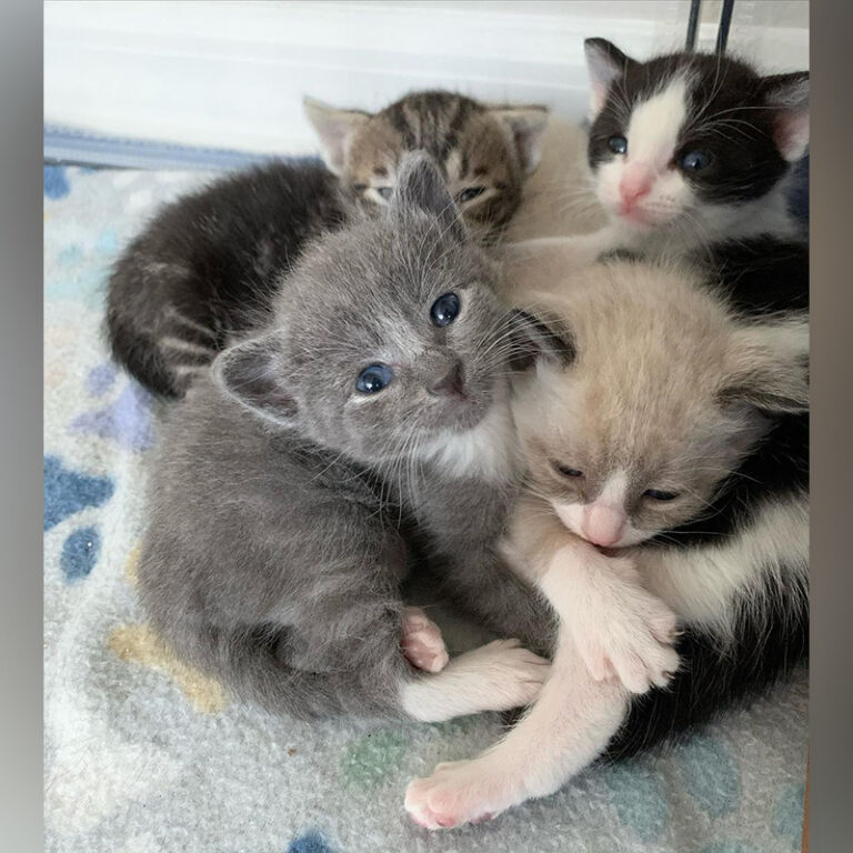 Mama Cat Java and Her Coffee Beans Purrcolate in Foster Home